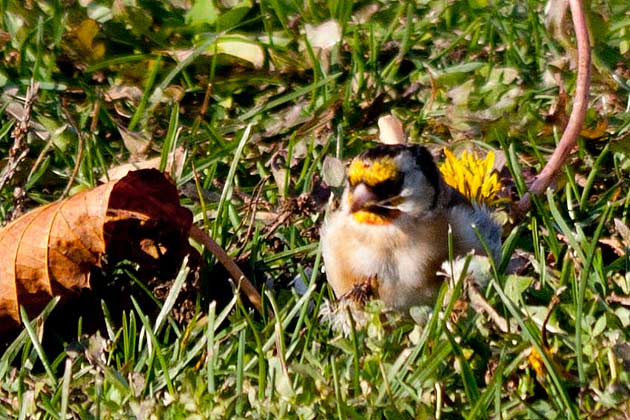 CCFEW - November 2011 Bird Walk