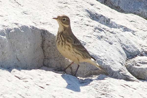 CCFEW - September 2007 Birdwalk