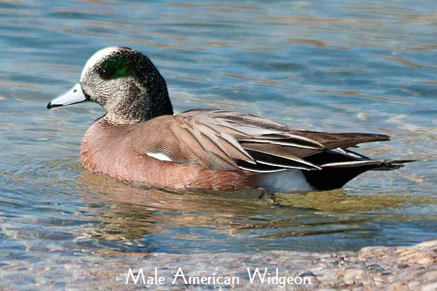 CCFEW - March 2011 Birdwalk