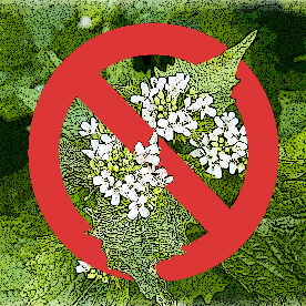 CCFEW - What's Up 2008 Archive