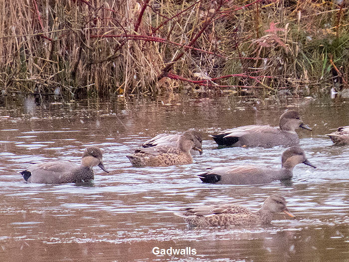 CCFEW - November 2014 Bird Walk